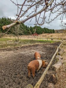 Natuur in Groningen stad: Dit zijn de fijnste plekjes